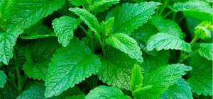 Descubre los beneficios y propiedades del Copalchi: una planta ...