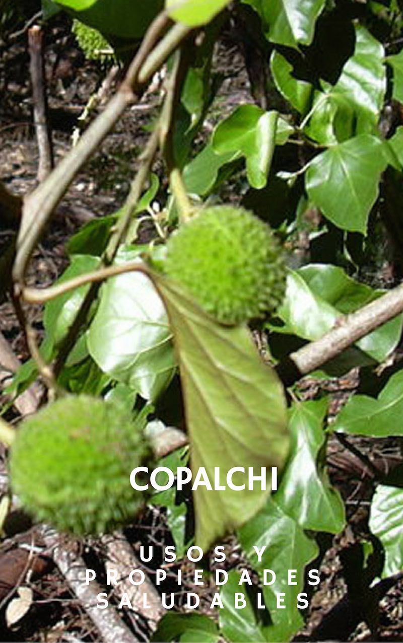 Descubre los beneficios y propiedades del Copalchi: una planta ...