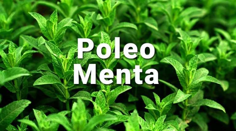 ¿para qué sirve la infusión de poleo? - Cristales, Piedras, Medicina ...