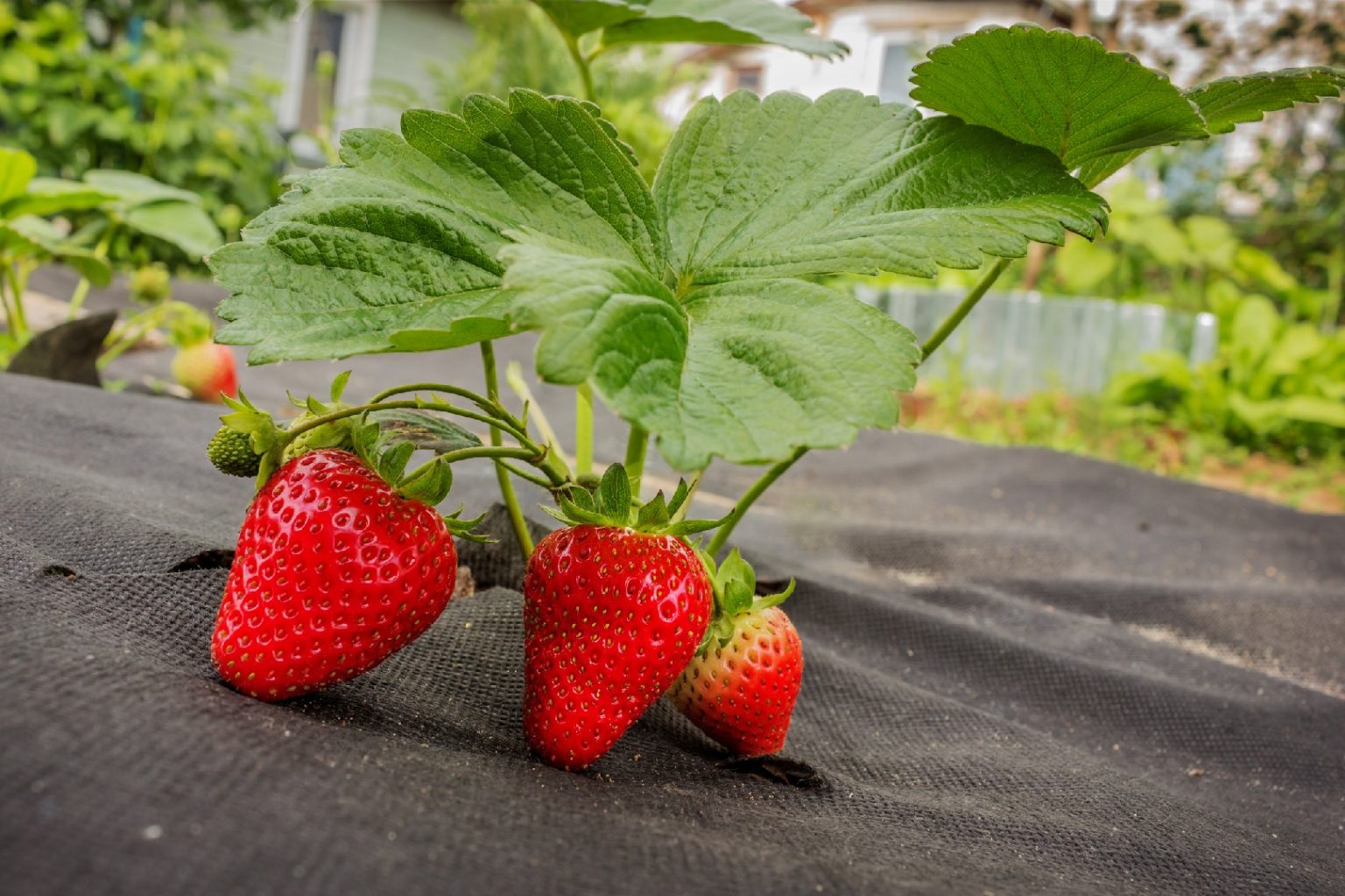 Propaga fresas con estolones: un método fácil y efectivo para obtener ...